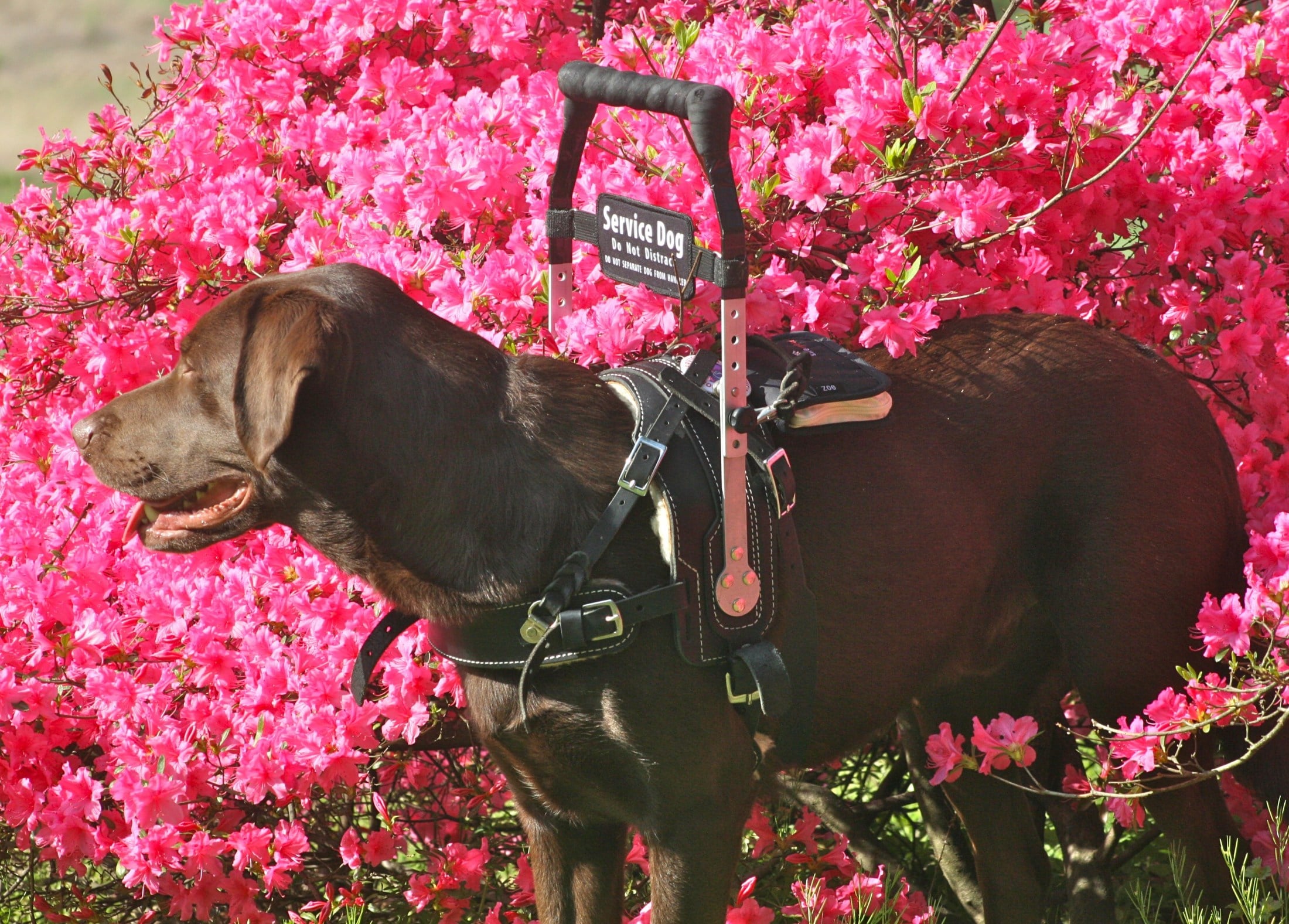 5 Tips For Attending School With Your Service Dog AmeriDisability