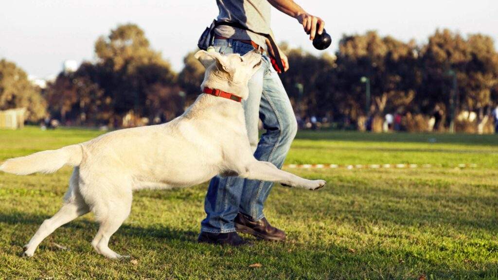 How To Become A Service Dog Trainer AmeriDisability how-to-become-a-service-dog-trainer-ameridisability