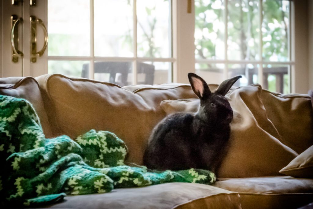 Rabbits Make Remarkable Therapy Animals and Emotional Support Pets ...