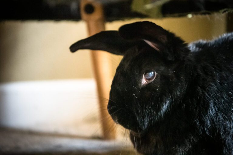 Rabbits Make Remarkable Therapy Animals and Emotional Support Pets ...