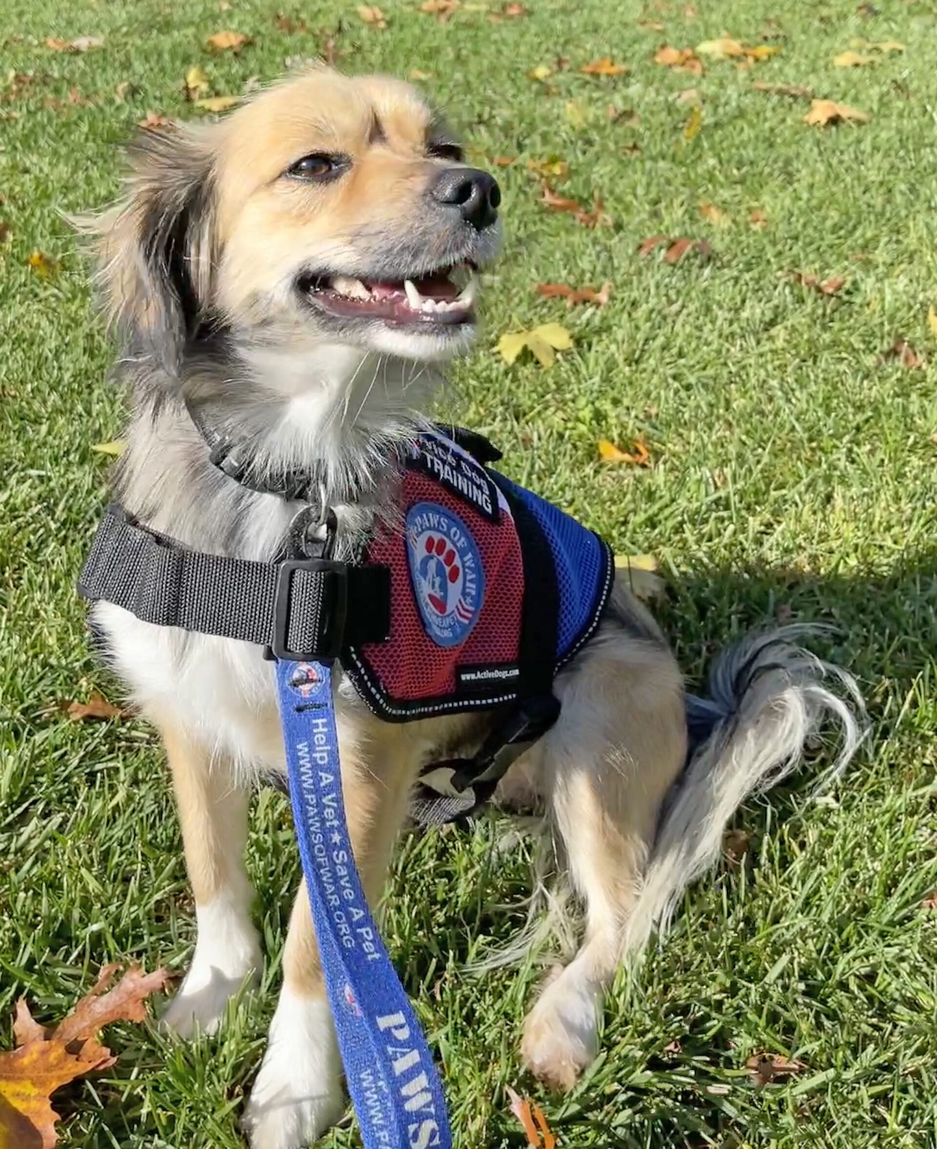Dog Tags Take On New Meaning for Veterans with PTSD - The Latest ...